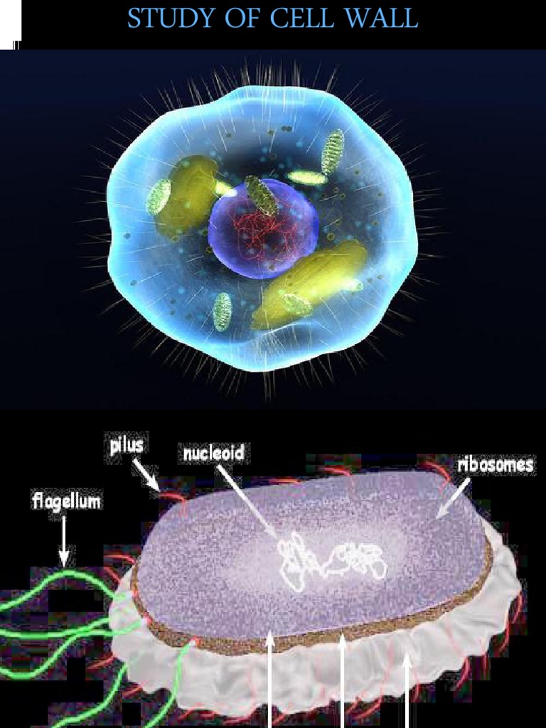 Study of Cell Wall | PDF | Staining | Cell Wall