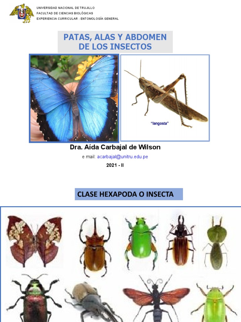Patas, Alas Y Abdomen de Los Insectos: Dra. Aída Carbajal de Wilson ...