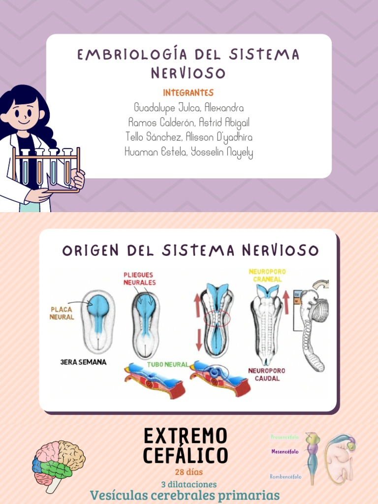 Embriologia Del Sistema Nervioso | PDF