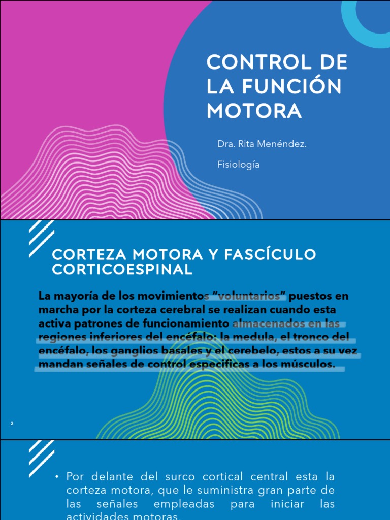 Control de La Función Motora Clase 8 | PDF | Cerebelo | Sistema nervioso