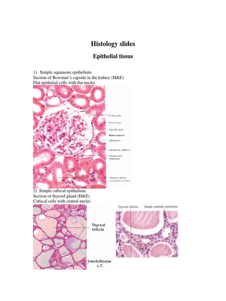 Anatomy Book 14 | PDF | Epithelium | Connective Tissue