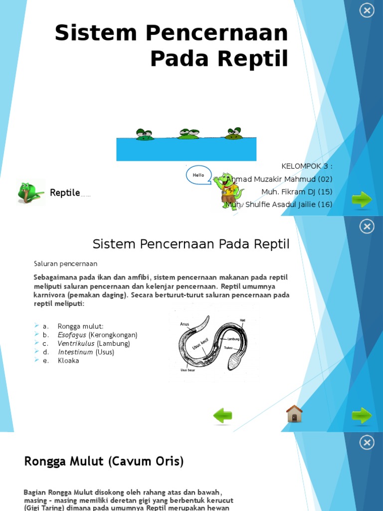 Sistem Pencernaan Pada Reptil | PDF