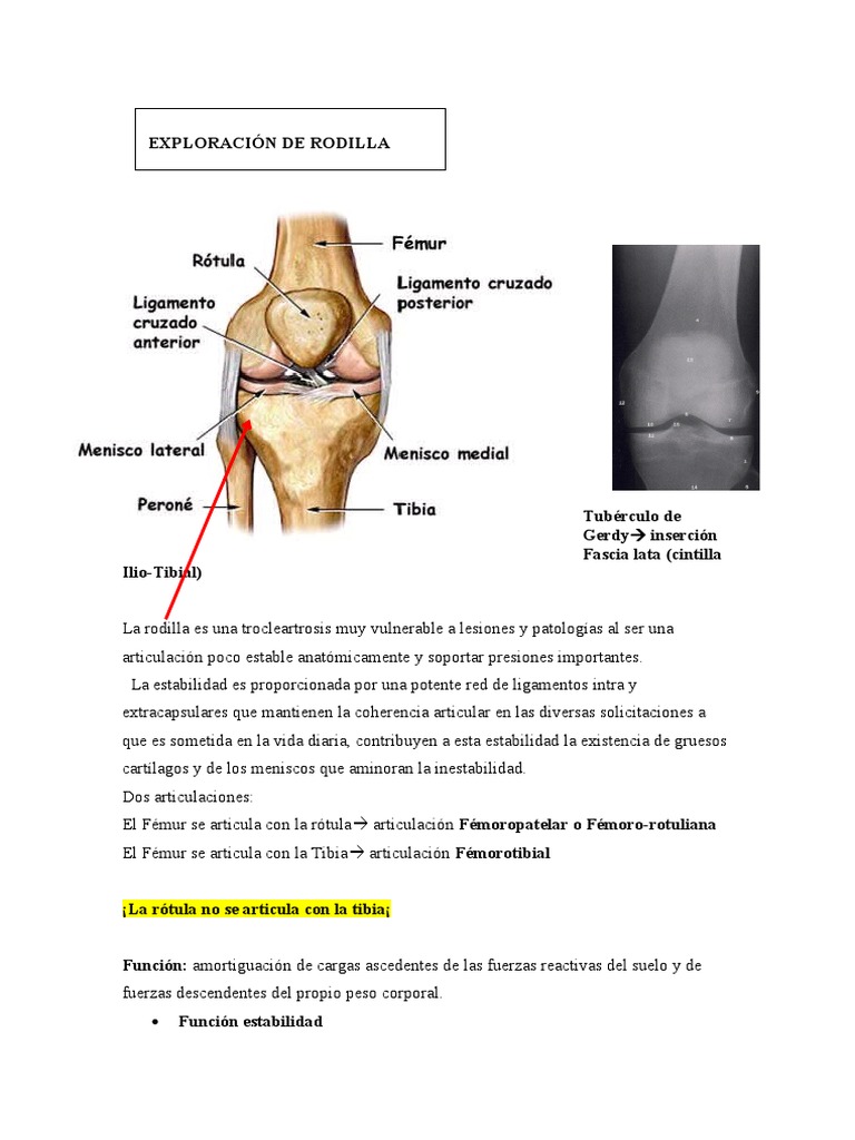 Exploración Rodilla | PDF | Rodilla | Sistema musculoesquelético