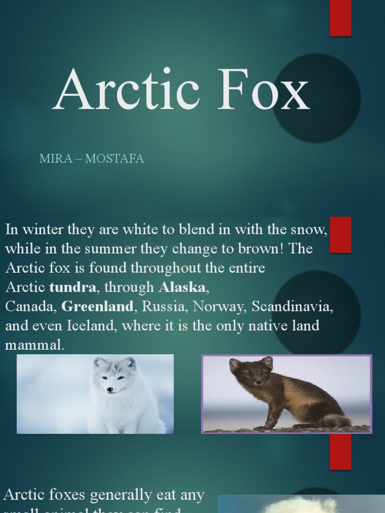 Arctic Fox: Adaptations and Endangerment | PDF