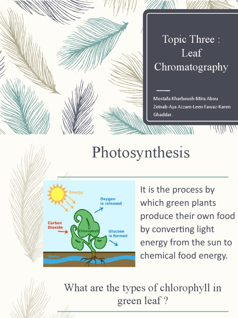 Leaf Pigment Separation Experiment | PDF | Home & Garden