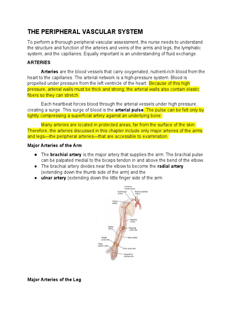Peripheral Vascular System Overview | PDF | Vein | Lymph