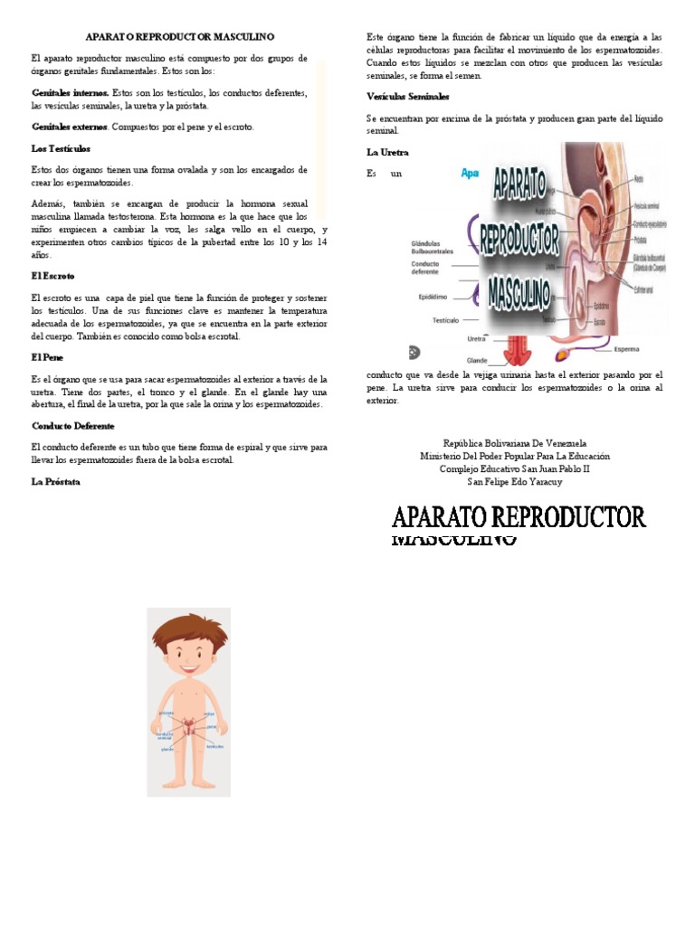 Aparato Reproductor Masculino | PDF | Sistema genitourinario | Órgano ...