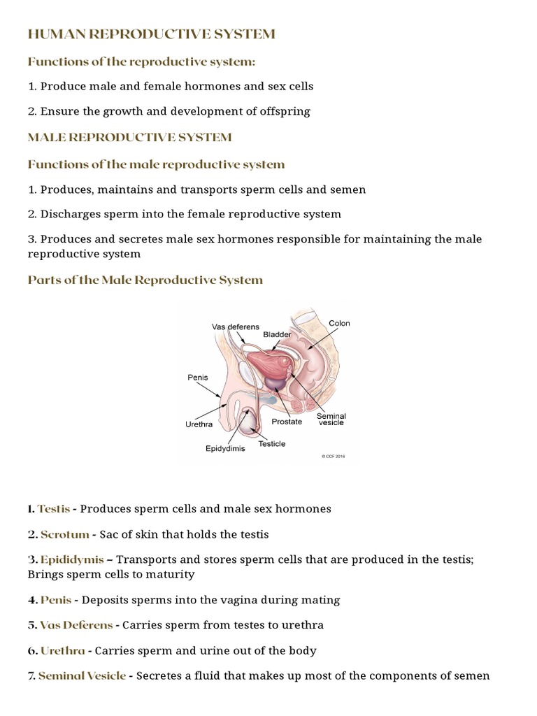 Human reproductive overview | PDF