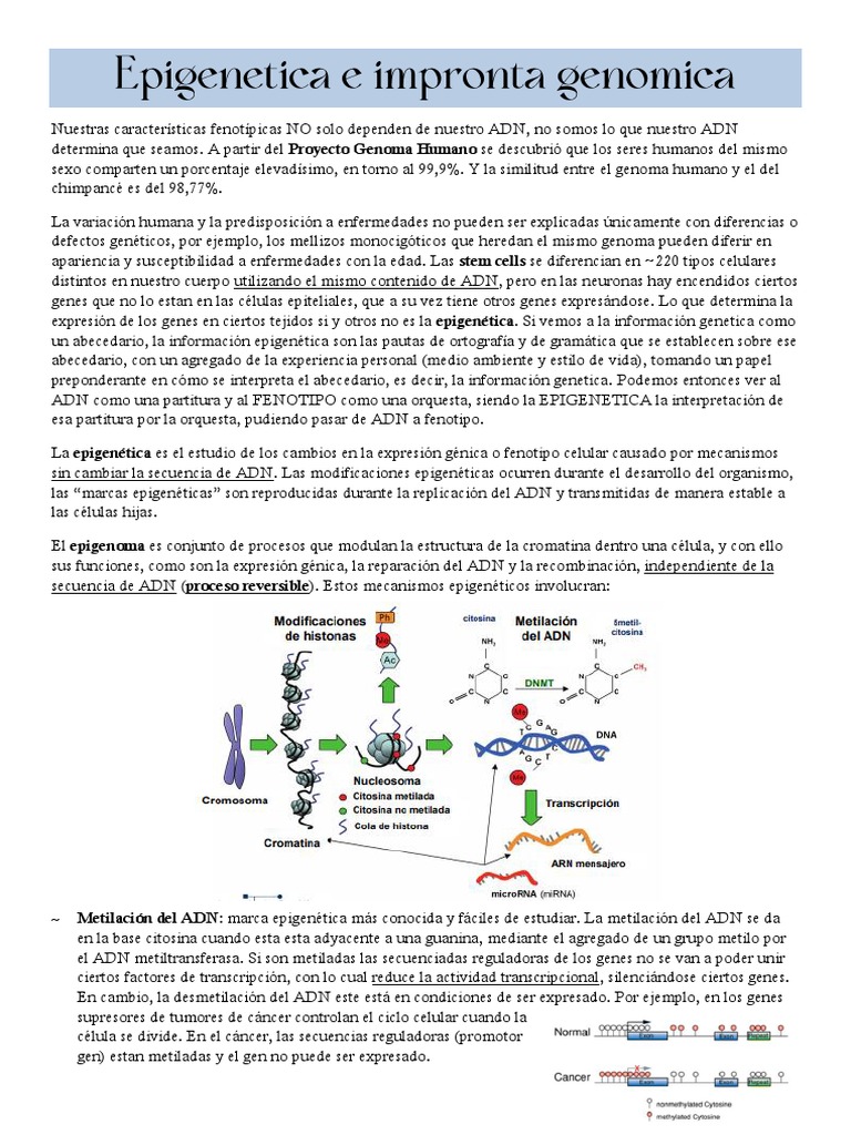 13 Epigenetica e Impronta Genomica | PDF | Epigenética | Adn Metilación