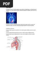 Anatomia y Fisiologia Del Esofago Resumen | PDF | Esófago | Estómago