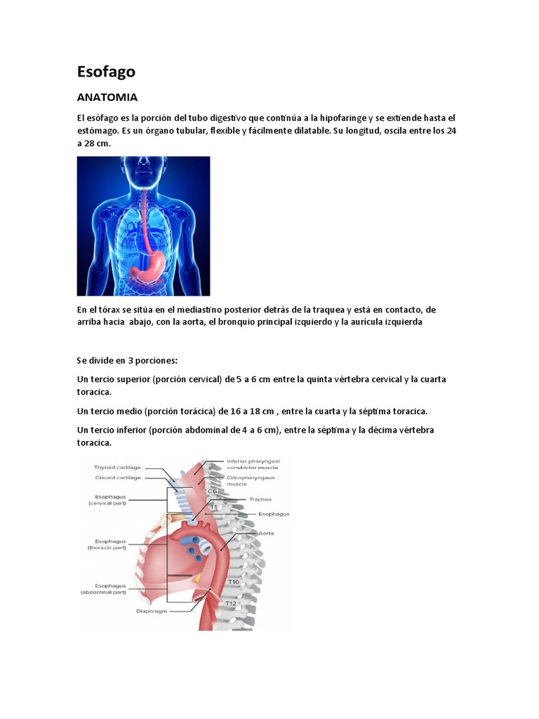 Anatomía y Función del Esófago | PDF