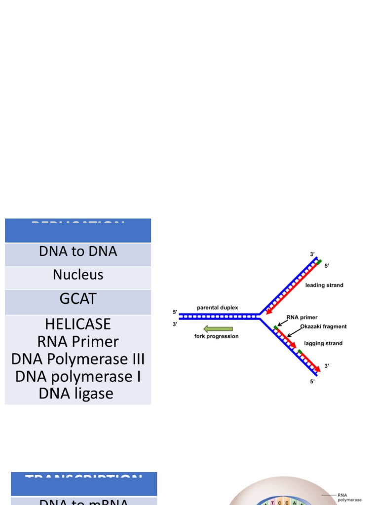 Dna Mutation Pdf Messenger Rna Gene