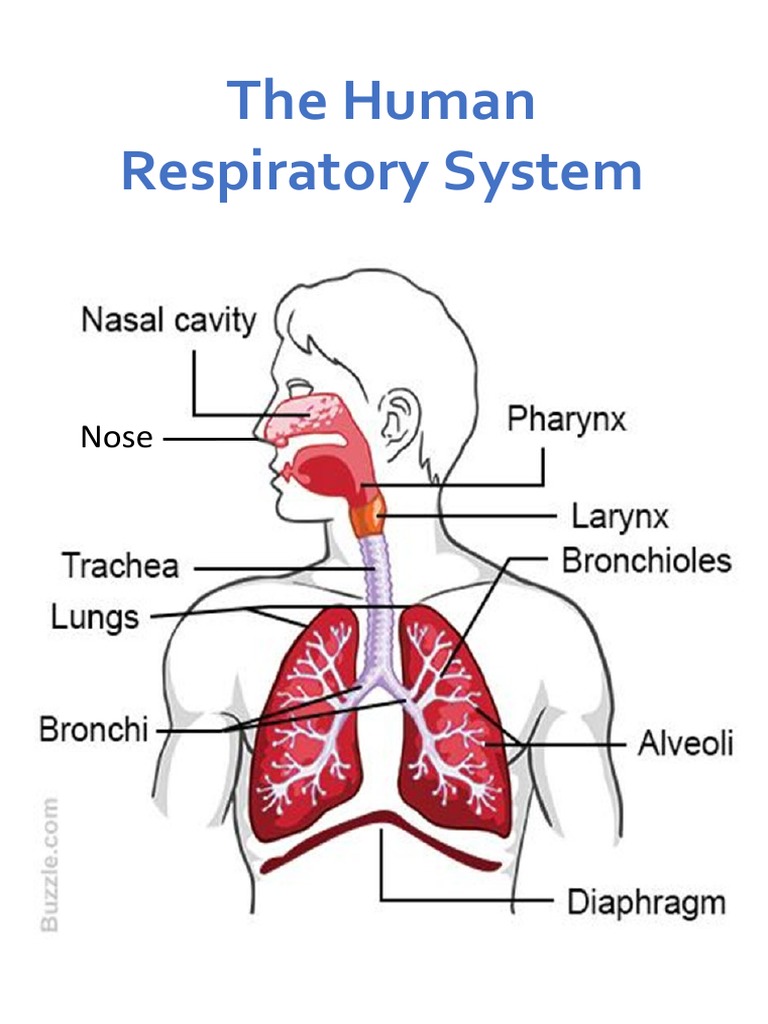 Diagram Respirtory System | PDF