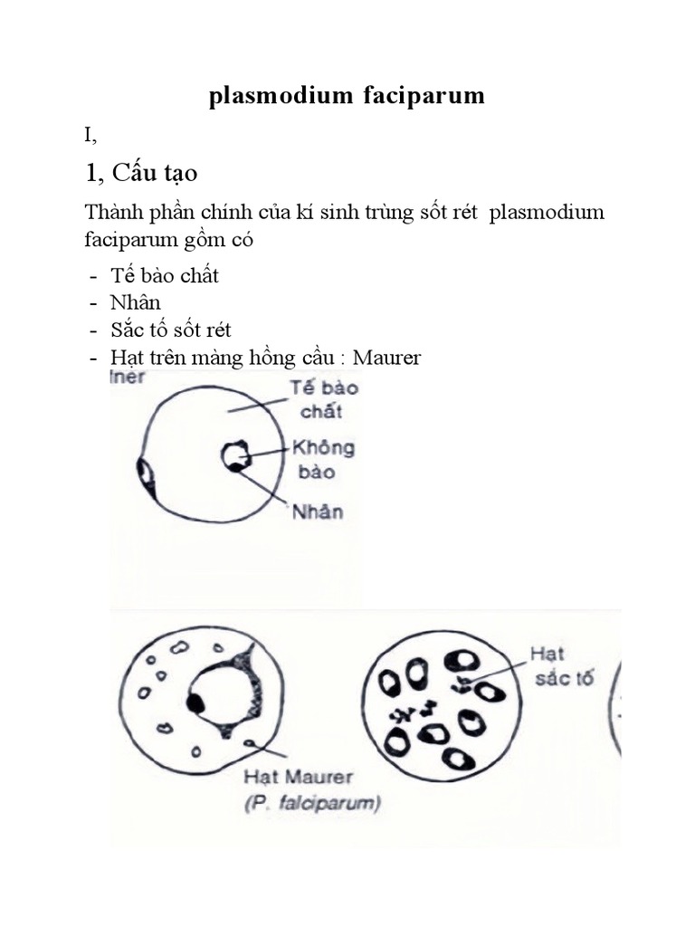 1, Cấu tạo: plasmodium faciparum | PDF