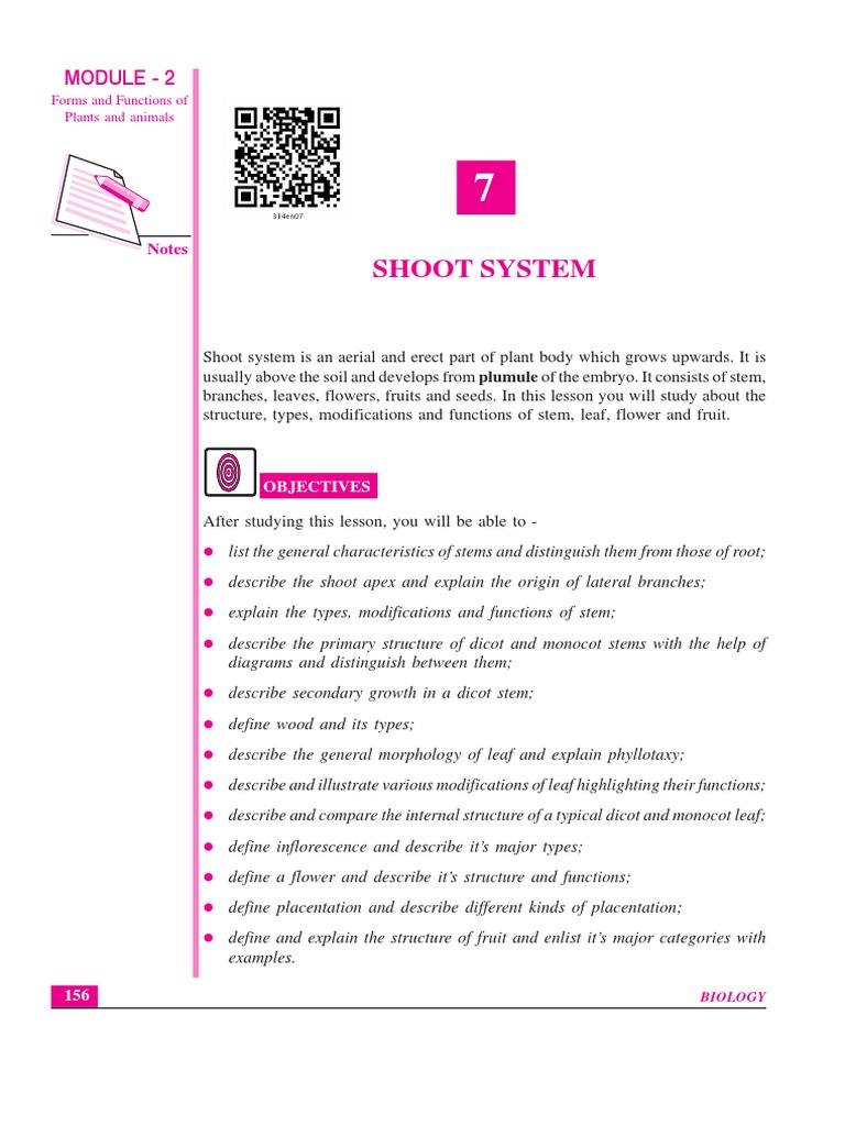 Anatomy and Functions of the Shoot System | PDF | Plant Stem | Tissue ...