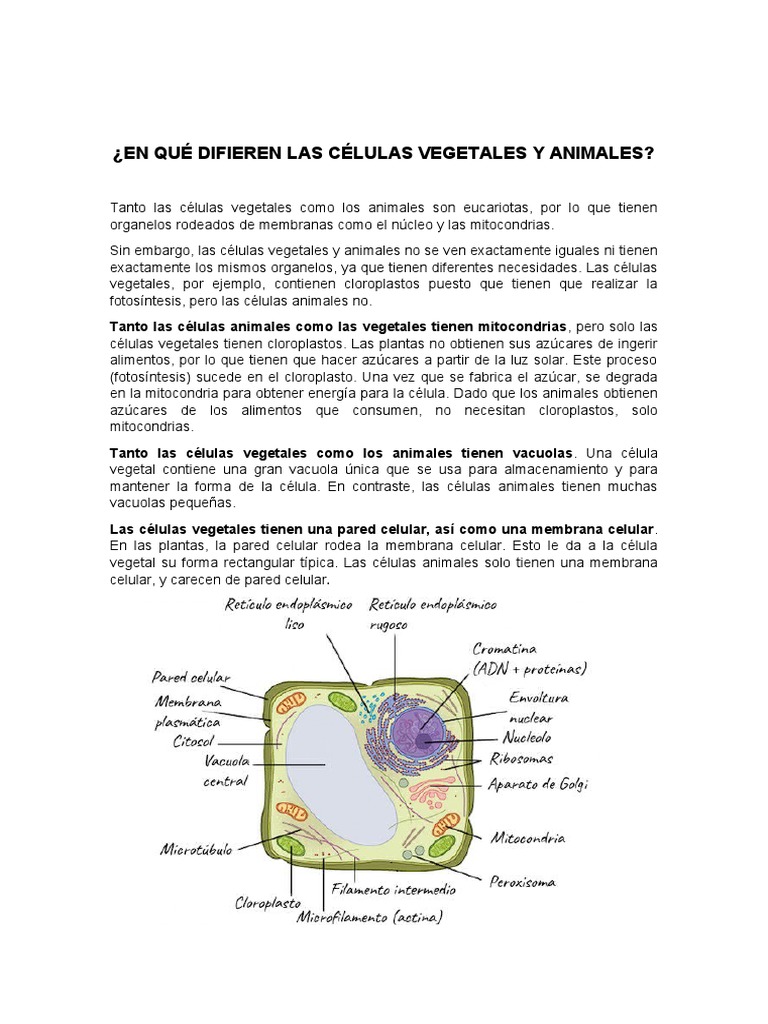 Diferencias entre Células Vegetales y Animales | PDF | Salud y ...