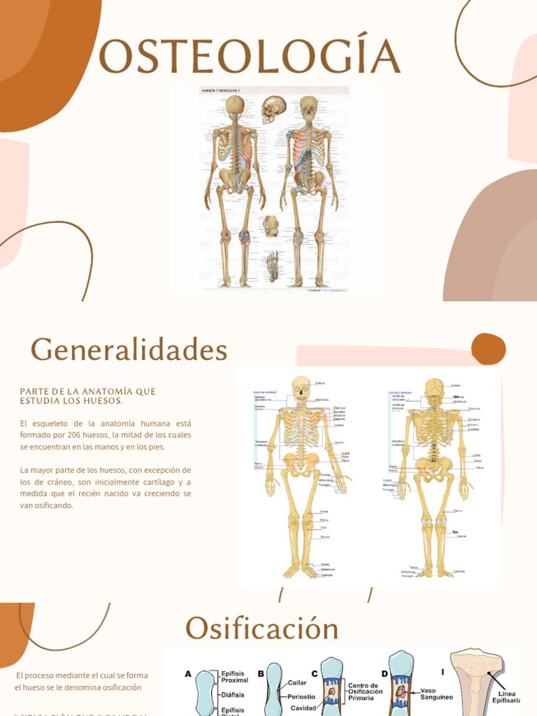 OSTEOLOGÍA | PDF | Hueso | Esqueleto