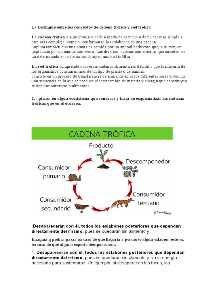 Cadena Trofica y Red Trofica | PDF