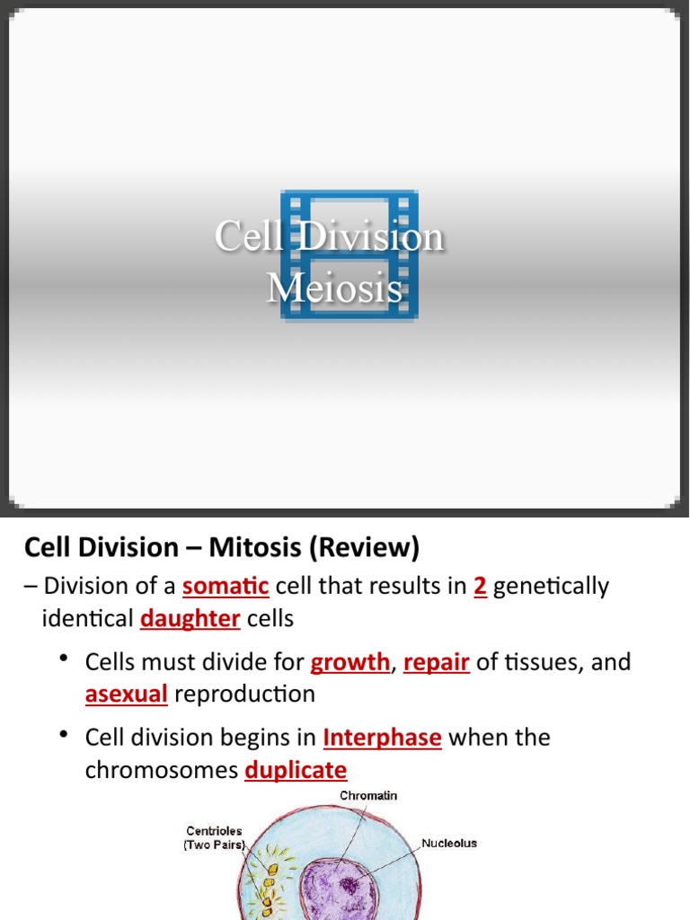 Meiosis Powerpoint | PDF | Meiosis | Chromosome