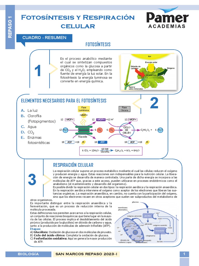 Biología - Repaso 1 - Fotosíntesis y Respiración Celular | PDF ...