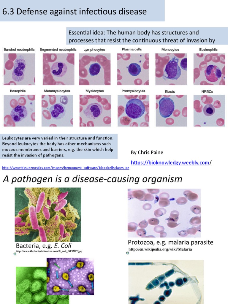Biok 6.3 Defense Against Infectious Disease | PDF