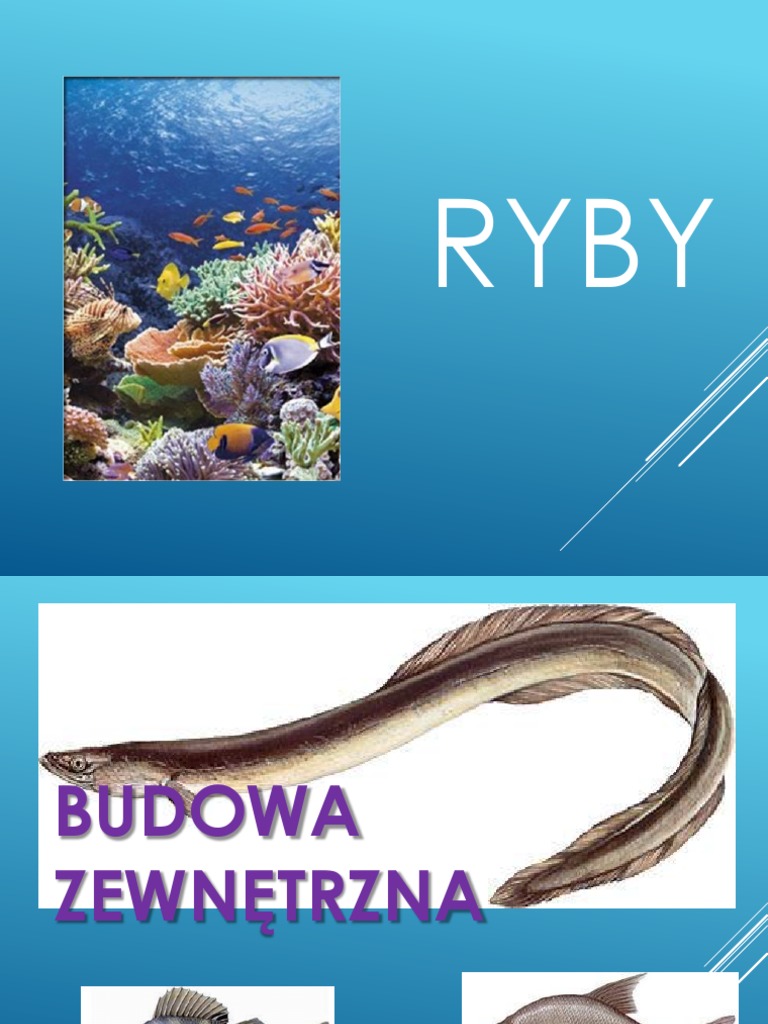 Ryby | PDF