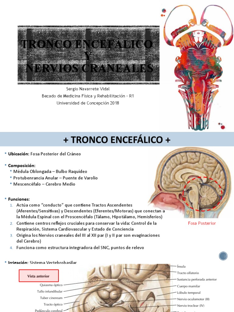 Tronco Encefálico Y Nervios Craneales | PDF | Sistema nervioso | Órgano (anatomía)