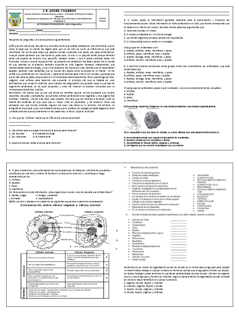 Sexto 1p Taller Celula | PDF | Biología Celular) | Nucleo celular