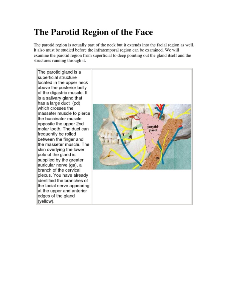 Anatomy of the Parotid Region and TMJ | PDF | Human Head And Neck ...