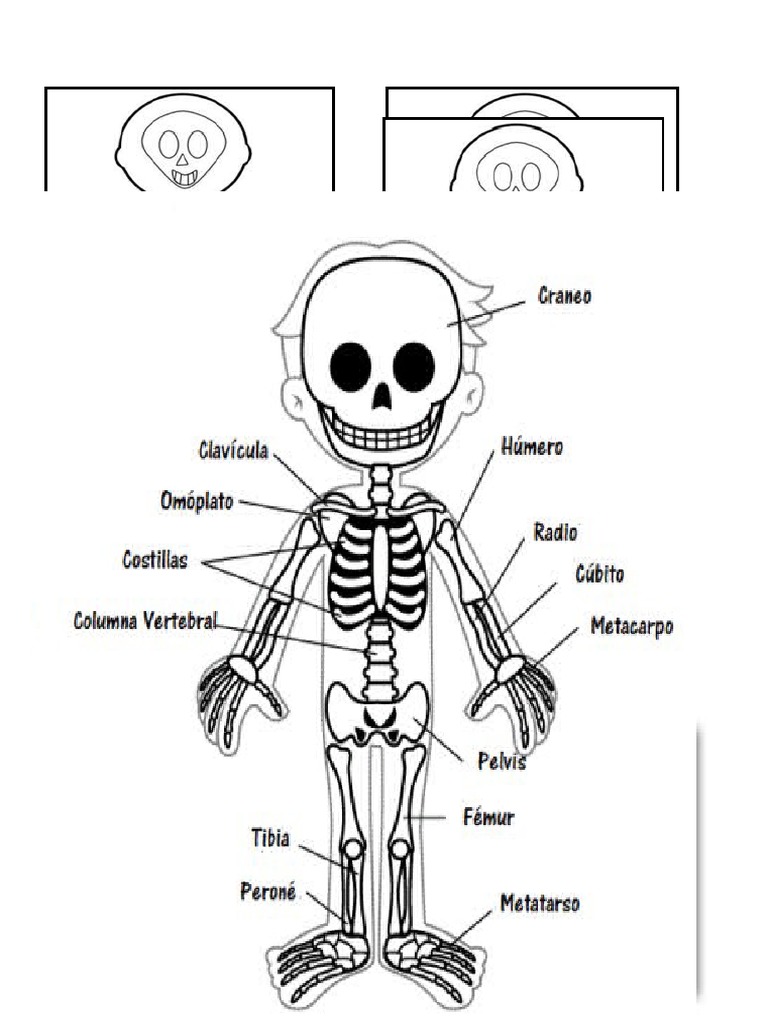 Actividades sobre el sistema óseo | PDF