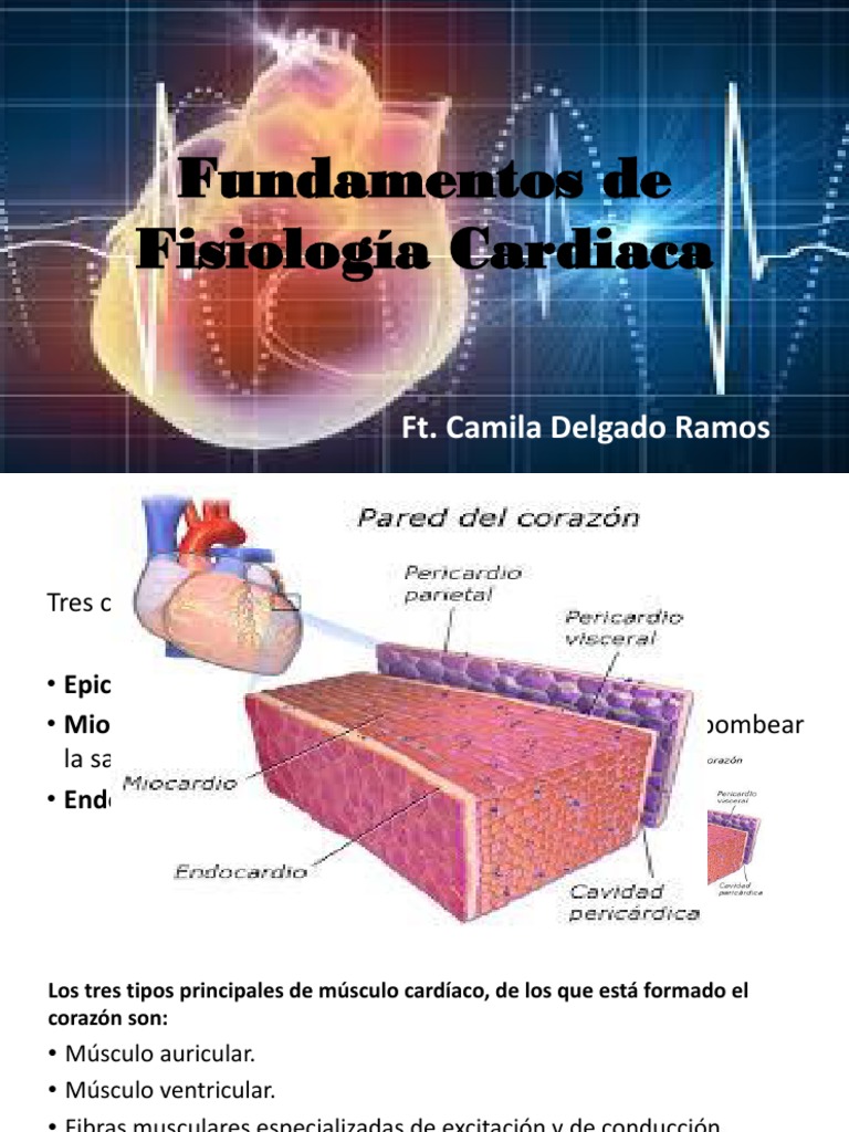 Fisiologia Cardiaca | PDF | Ventrículo (corazón) | Corazón