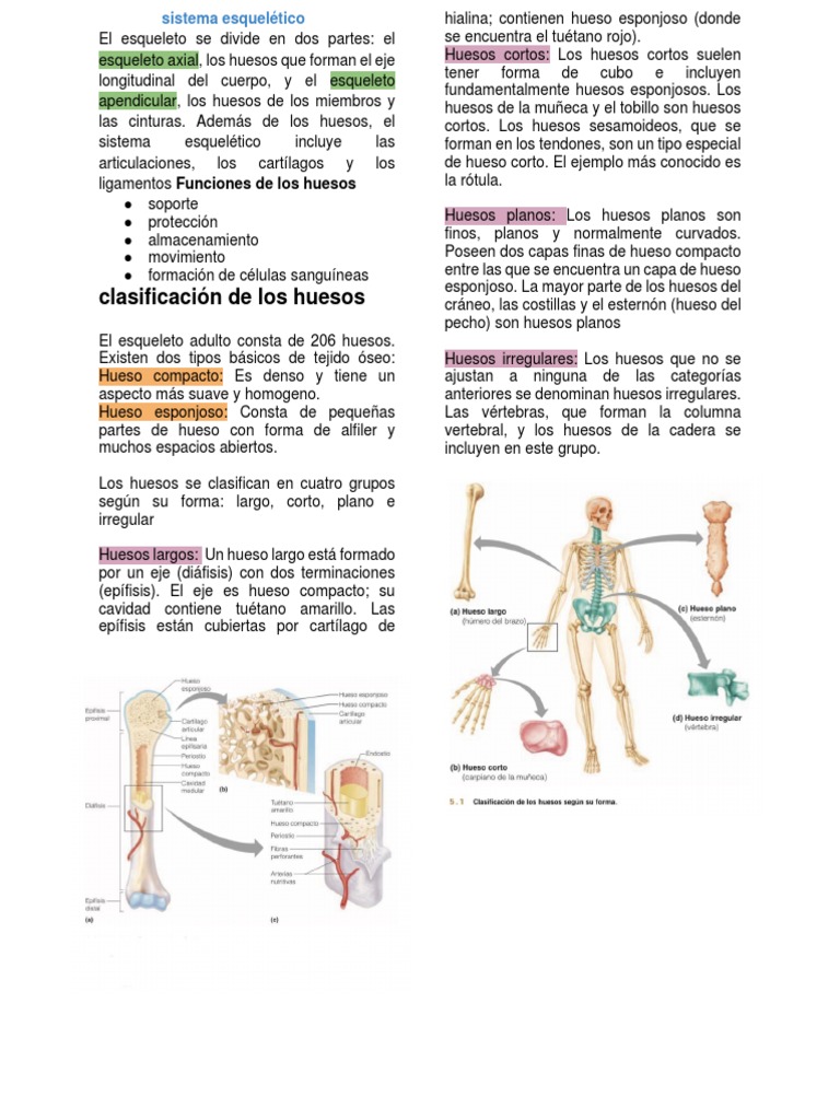 Clasificación de Los Huesos | PDF | Vértebra | La columna vertebral