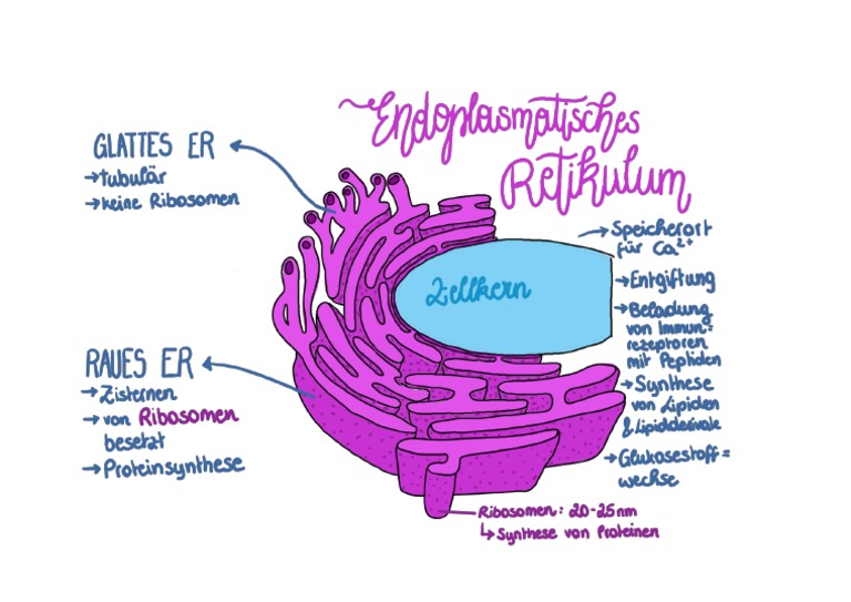Endoplasmatisches Retikulum | PDF
