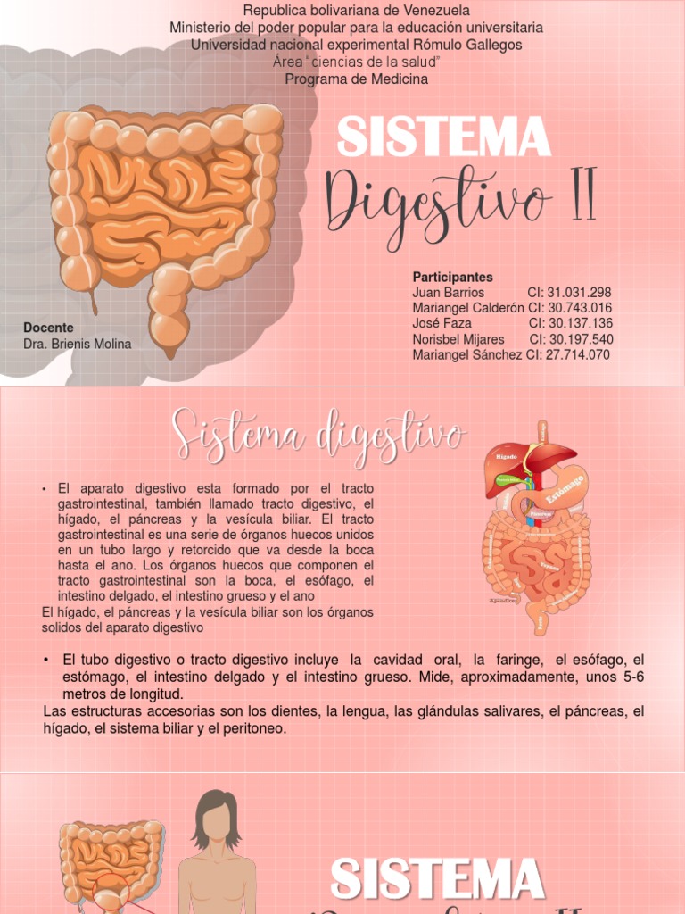Anatomía del Sistema Digestivo Infantil | PDF | Intestino grueso ...