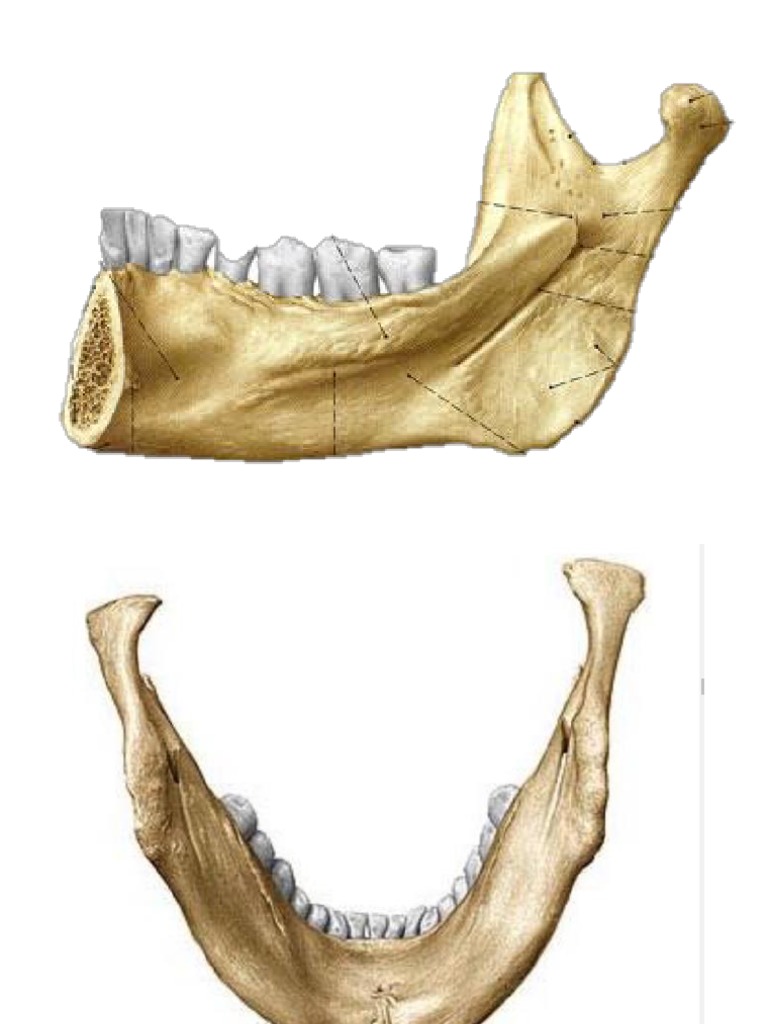 Hiesitos de La Mandibula Inferior | PDF