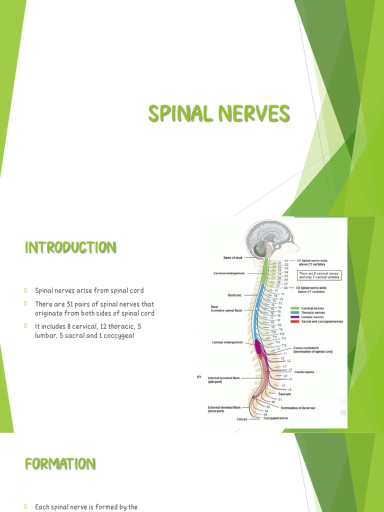 Spinal Nerves Spinal Nerves | PDF