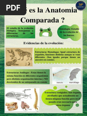 Evolución De La Anatomía Comparada