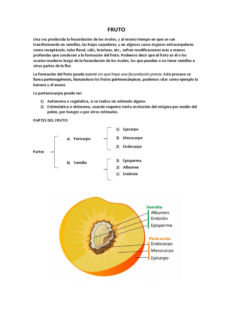 Teoría Fruto | PDF | Fruta | Horticultura
