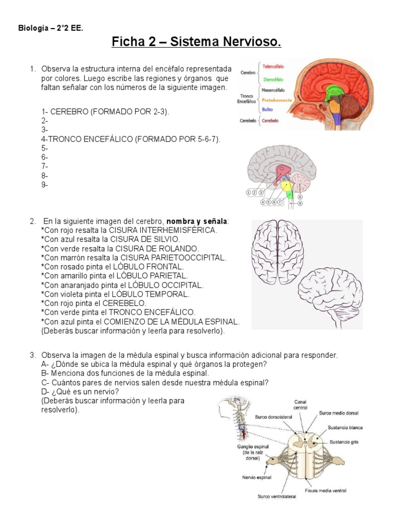Ficha - Sistema Nervioso. | PDF