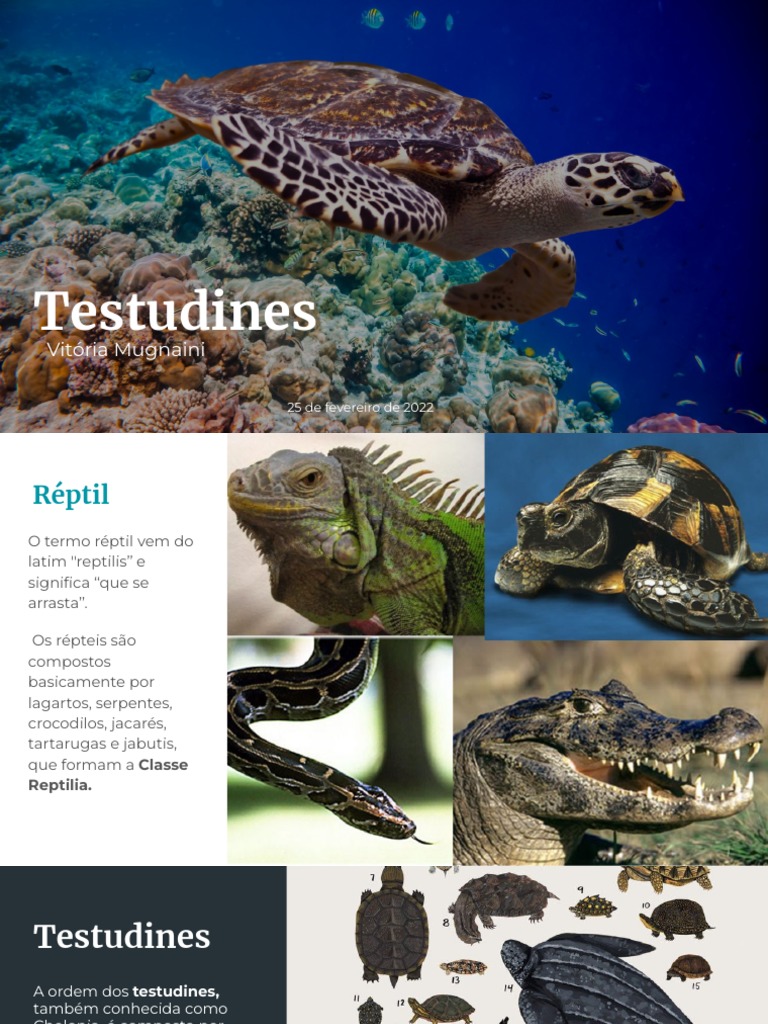 Kids Rã Pteis Testudines Vivi | PDF | Tartaruga | Réptil