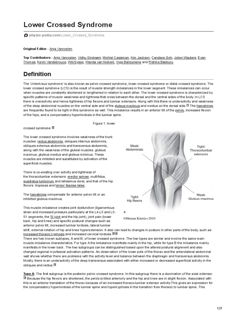 Lower Crossed Syndrome | PDF | Pelvis | Anatomical Terms Of Motion