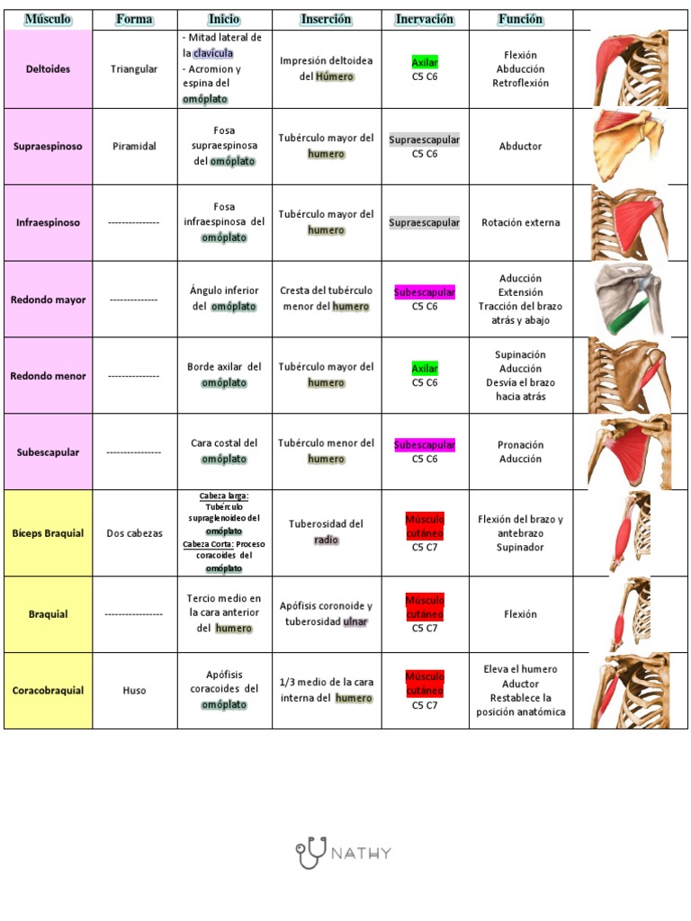 Musculos - Miembro Superior | Descargar gratis PDF | Mano ...