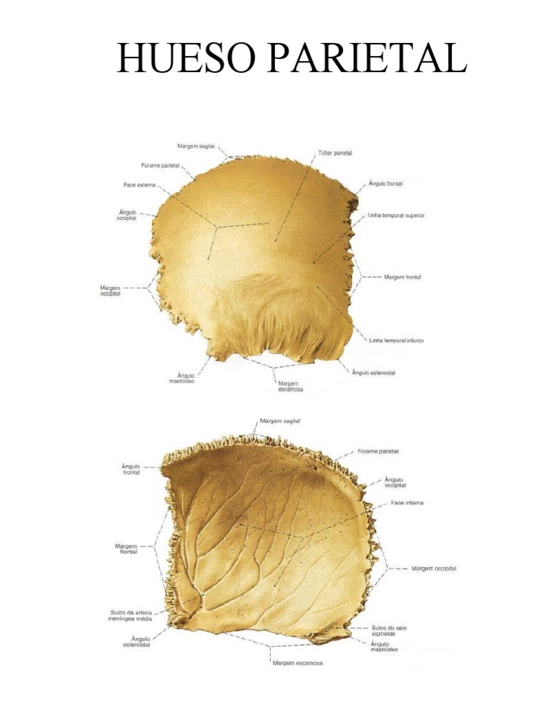 Hueso Parietal | PDF