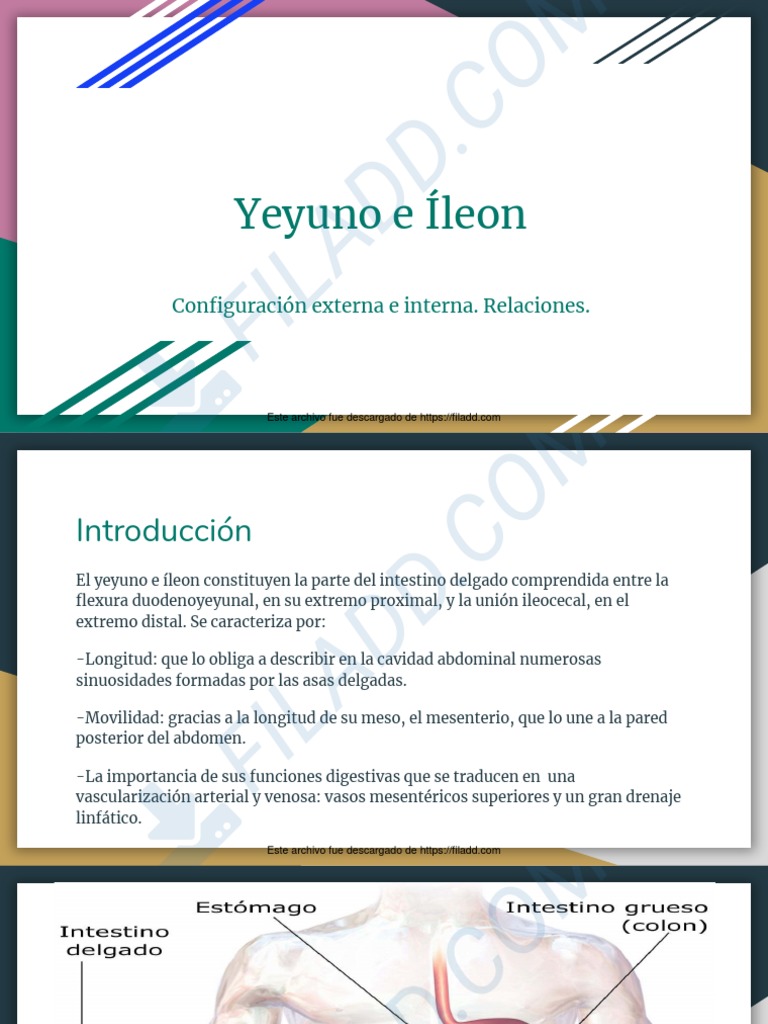 Anatomía del Yeyuno e Íleon | PDF | Abdomen | Intestino delgado