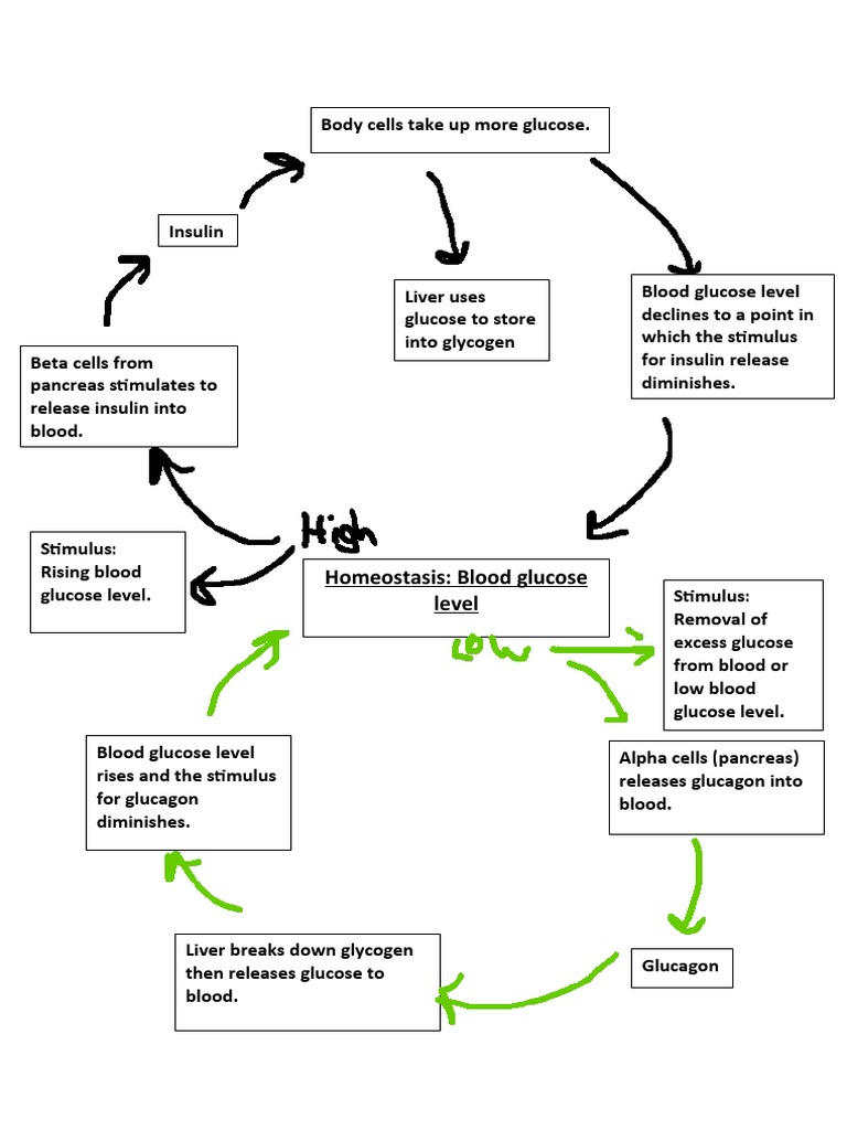 Biology Homestasis Diagram | PDF