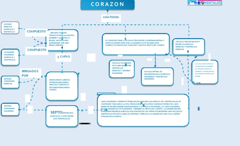 Mapa Corazon 1 1 | PDF | Ventrículo (corazón) | Corazón