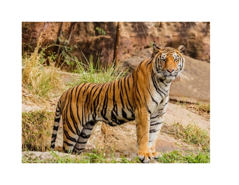 Harimau | PDF