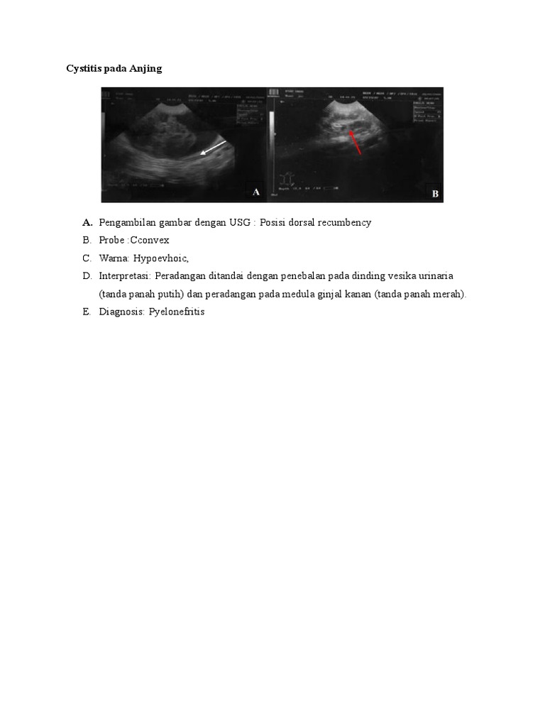 Cystitis Pada Anjing | PDF