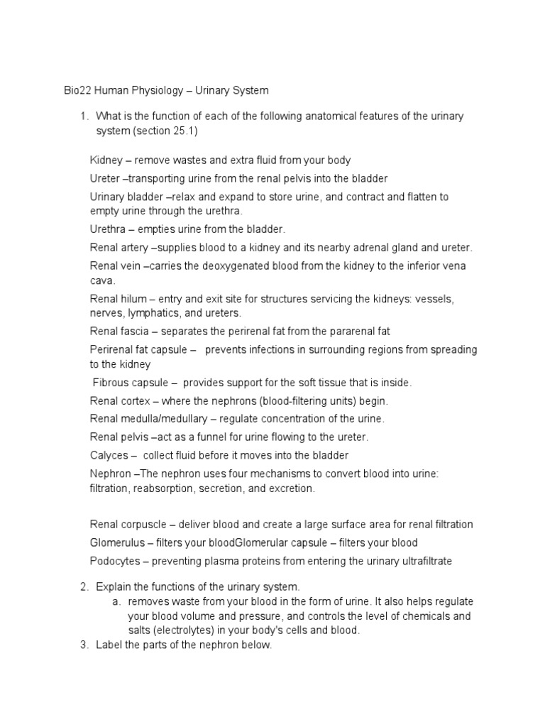 4 2 Homework | PDF | Kidney | Medical Specialties