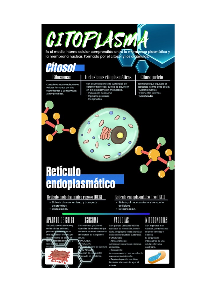 CITOPLASMA (INFOGRAFÍA) | PDF